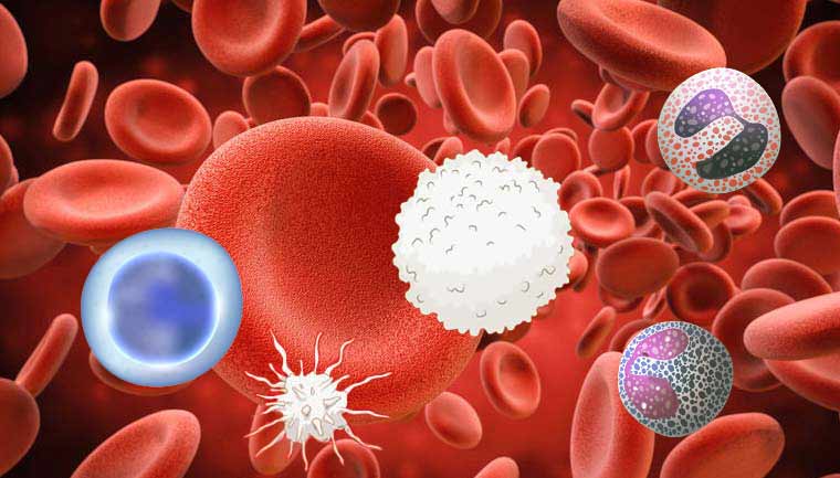 ᐅ Großes Blutbild - Erklärung Werte & Abkürzungen einfach & verständlich