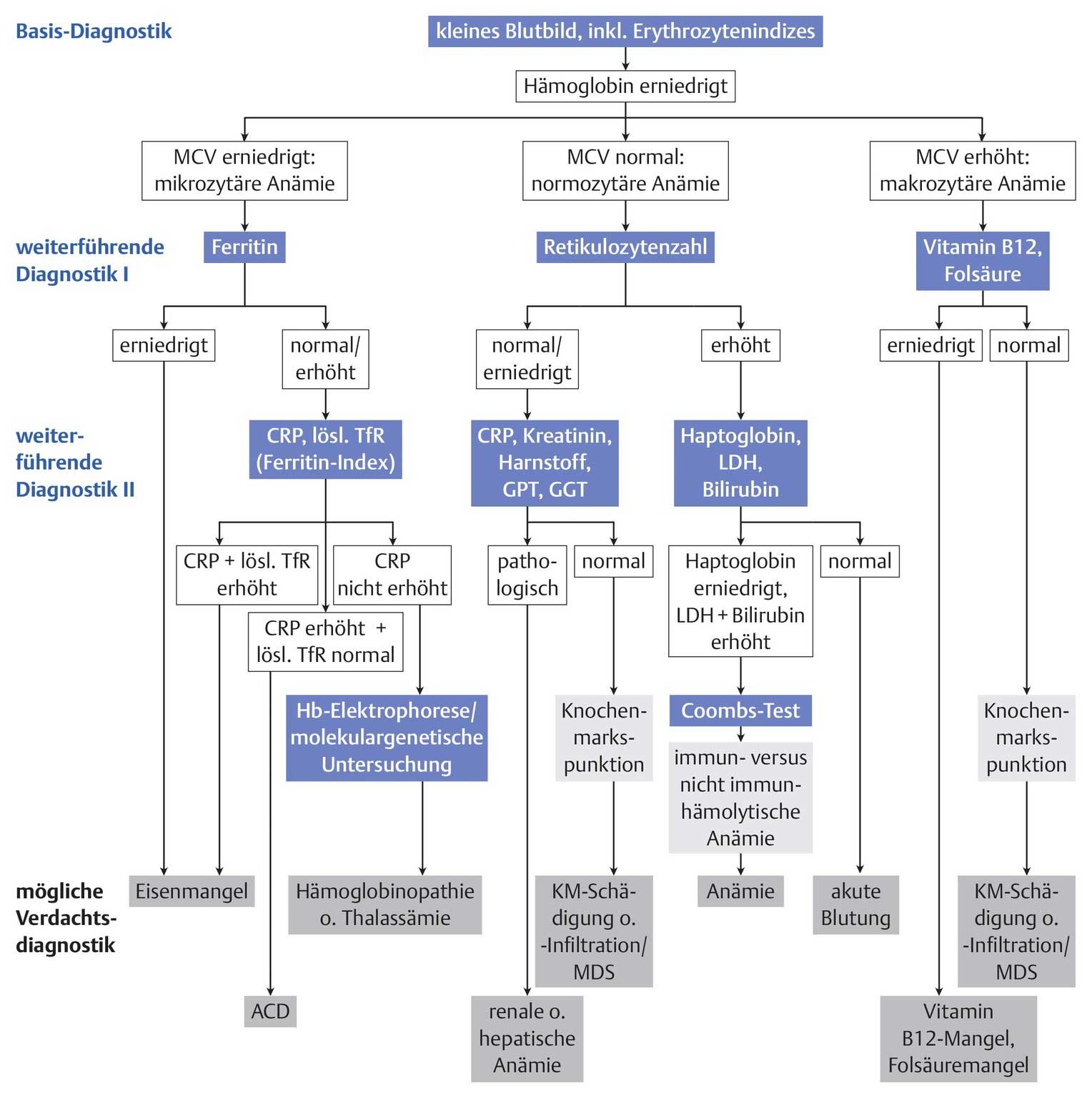 ᐅ Kleines Blutbild - alle Werte für jedermann einfach & verständlich ...