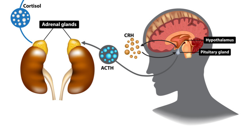 Hormonsystem des Menschen genau erklärt des Menschen einfach erklärt ...