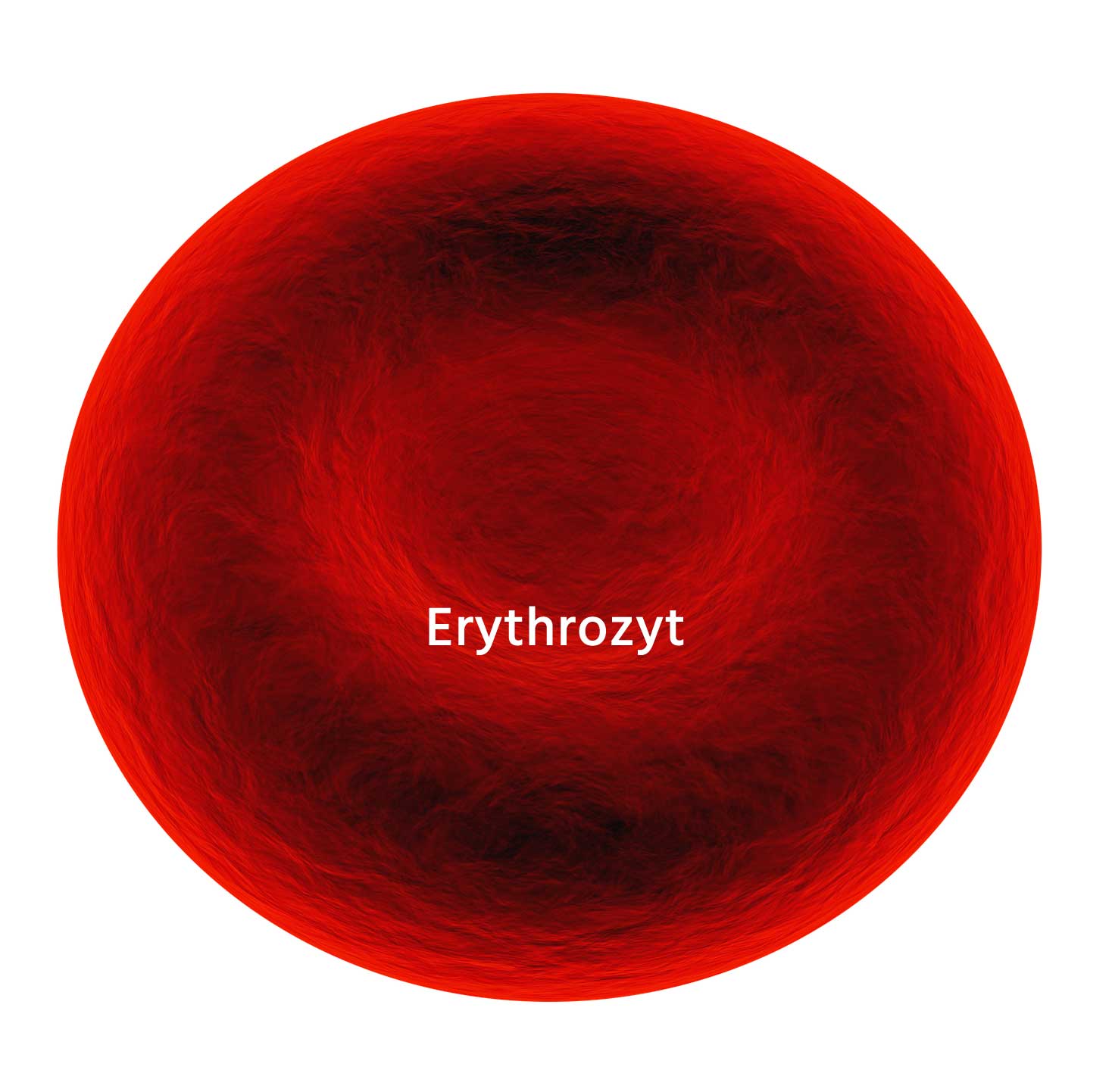 ᐅ Was sind Blutkörperchen? rote & weiße Blutkörperchen - einfach erklärt