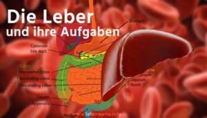 ᐅ Blutwerte & Laborwerte einfach klar und verständlich erklärt
